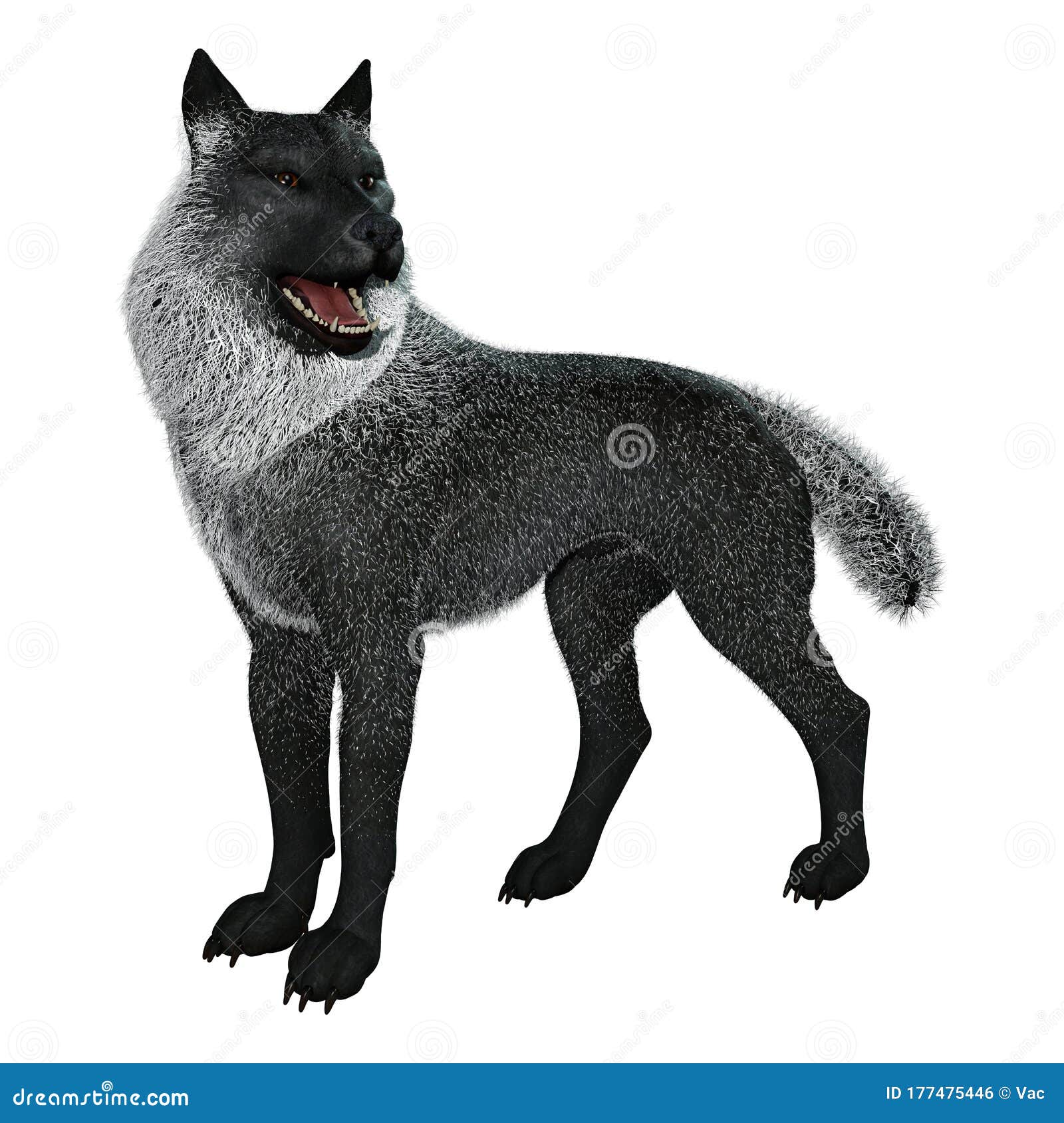 3D Rendering Black Wolf on White Stock Illustration - Illustration of ...