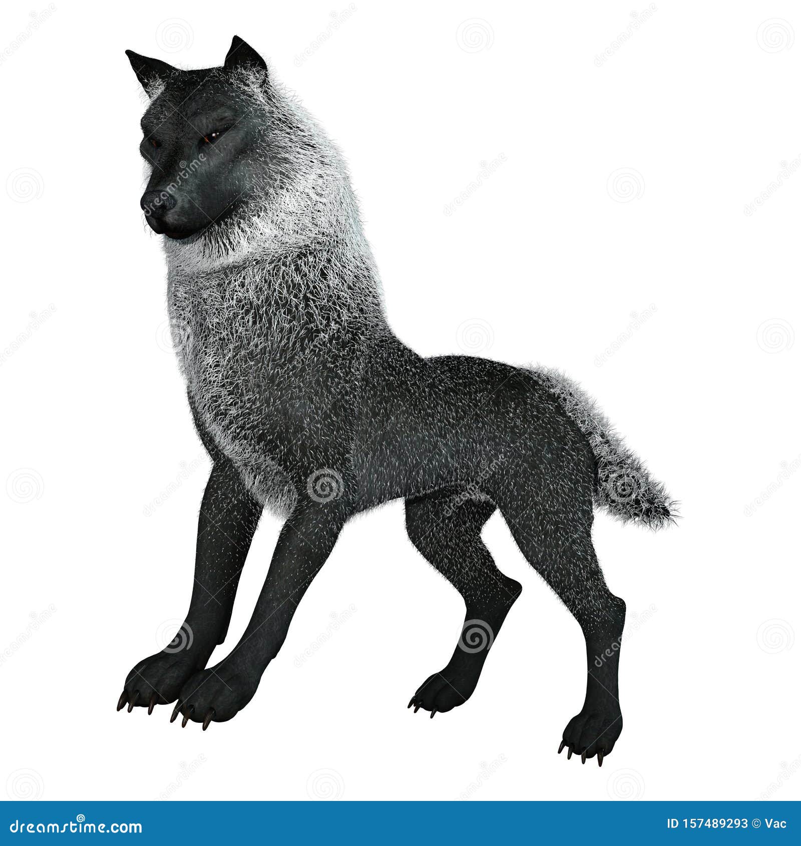 3D Rendering Black Wolf on White Stock Illustration - Illustration of ...