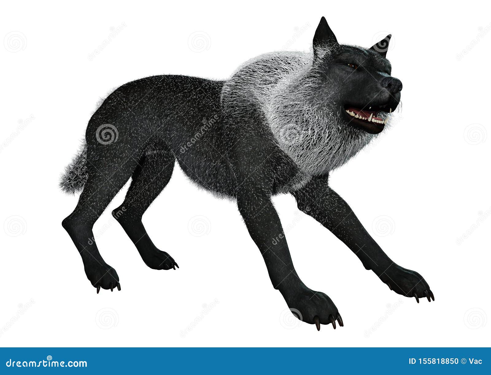 3D Rendering Black Wolf on White Stock Illustration - Illustration of ...