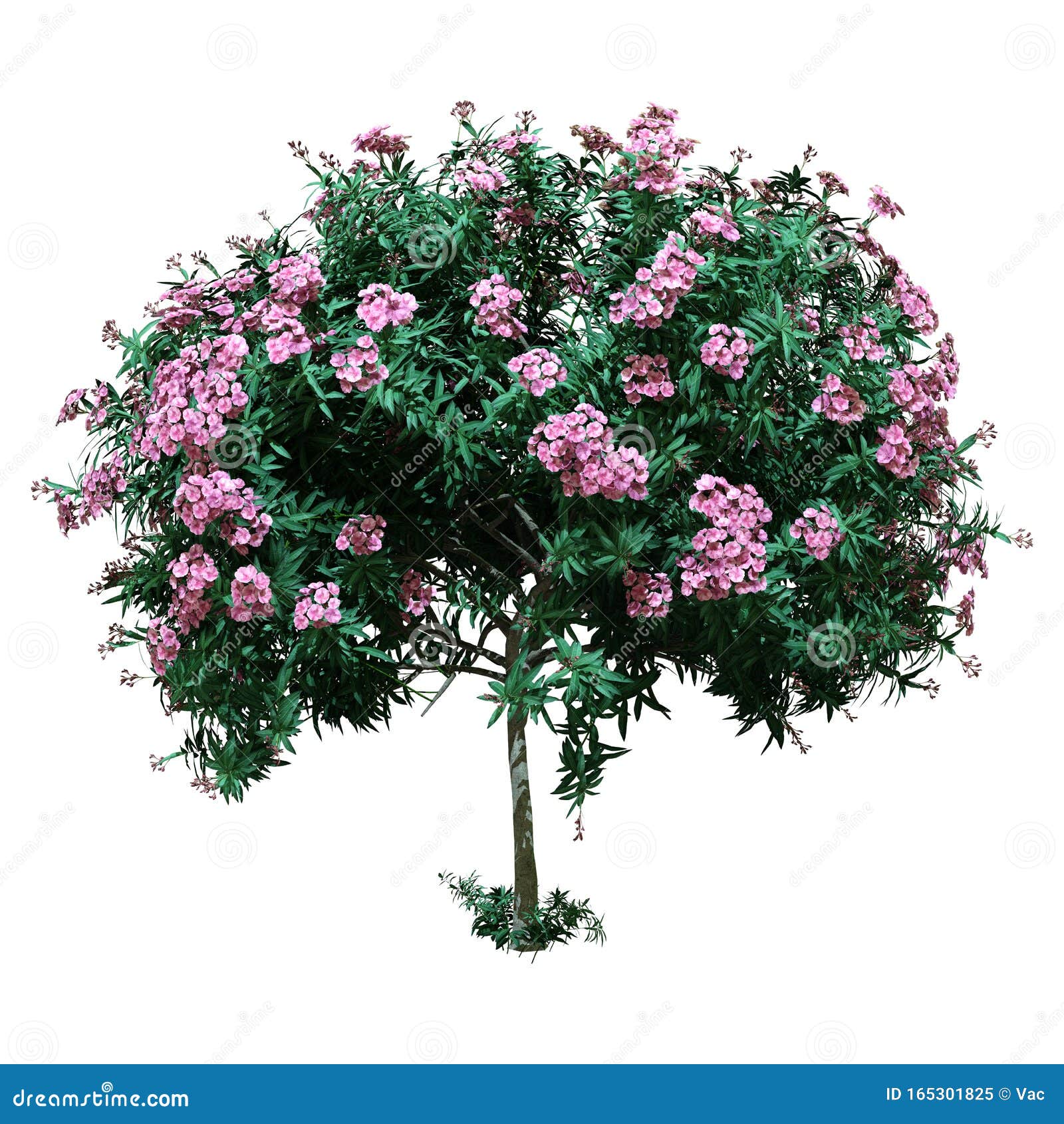 Nerium Oleander Tree