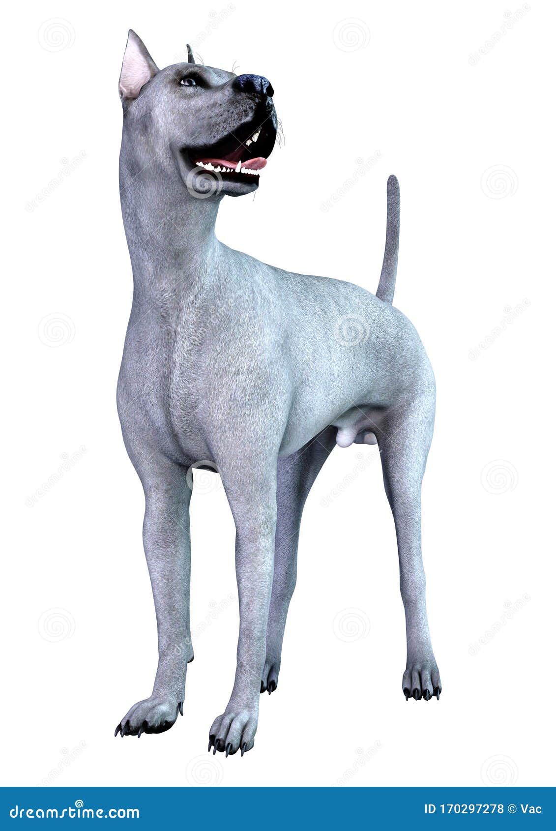 3D Rendering Blue Grat Dane Dog on White Stock Illustration ...