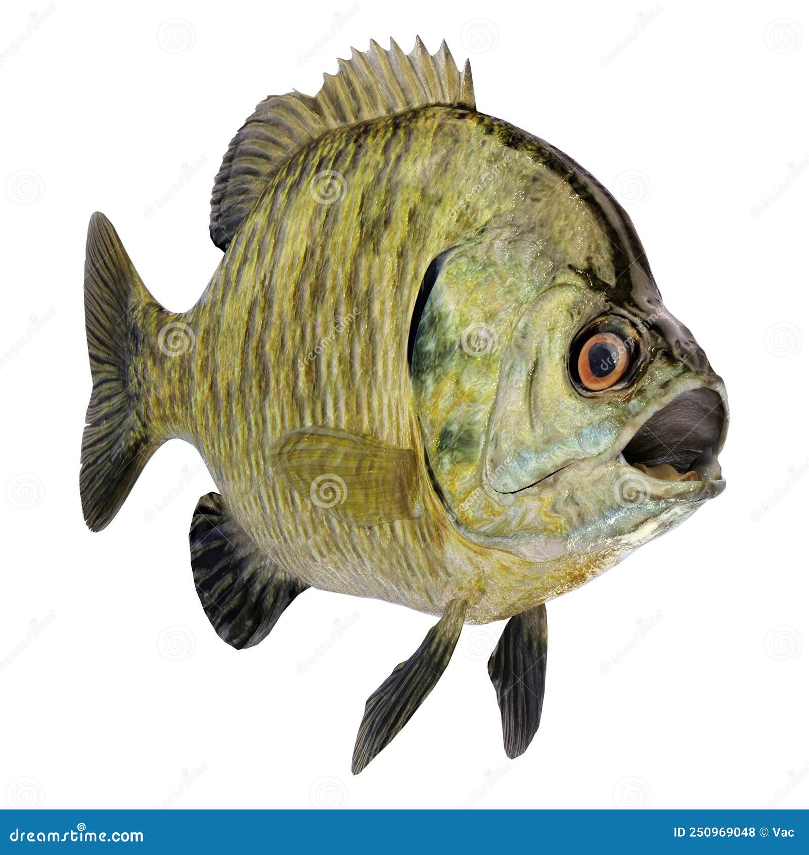 3D Rendering Bluegill Fish on White Stock Illustration - Illustration ...