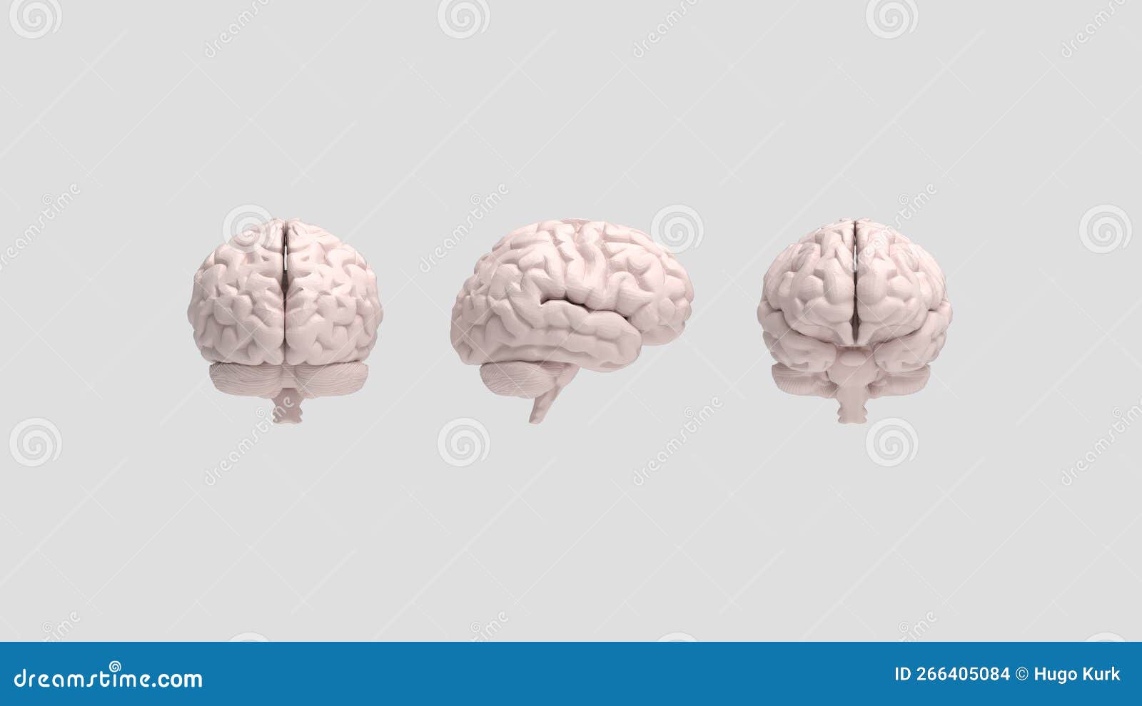 3D Rendering of a Brain, Intelligence , Thinking, Inside of the Head ...