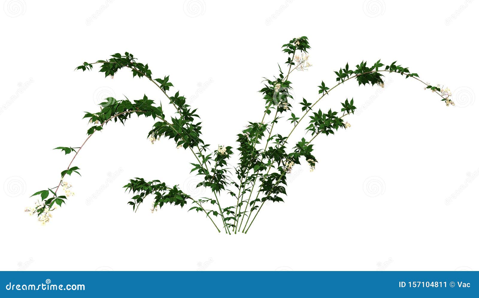 3D Rendering Bramble Plant on White Stock Illustration - Illustration ...