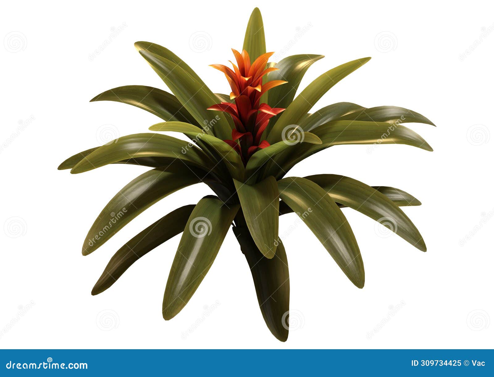 3d Rendering Bromeliad Plant On White Stock Illustration Illustration Of Garden Isolated