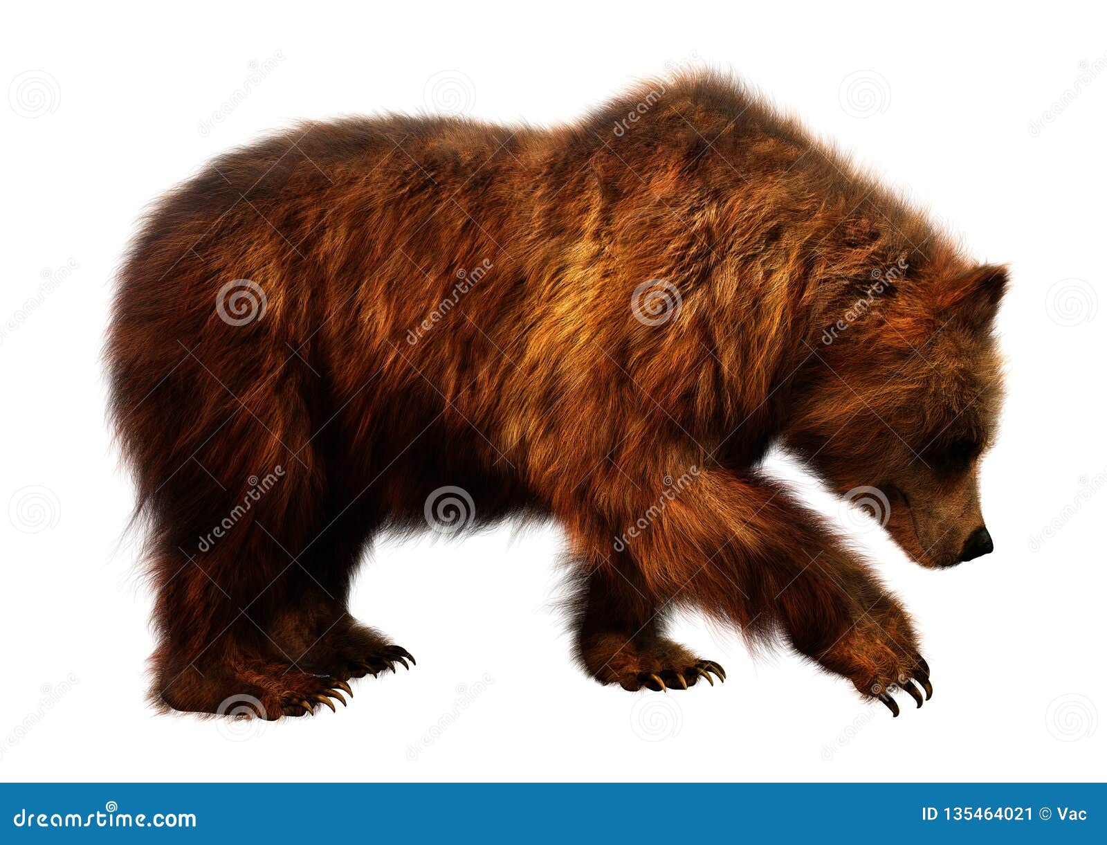 3D Rendering Brown Bear on White Stock Image - Image of wildlife ...