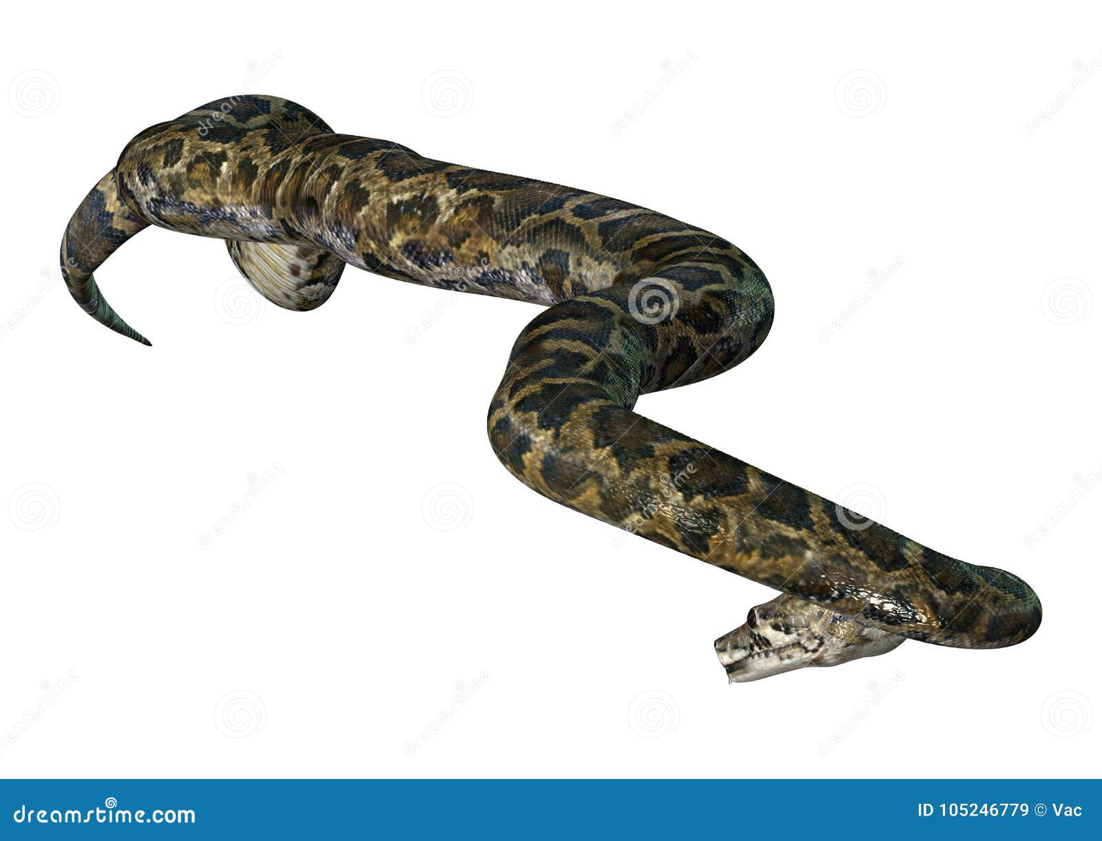 3D Rendering Burmese Python on White Stock Illustration - Illustration ...