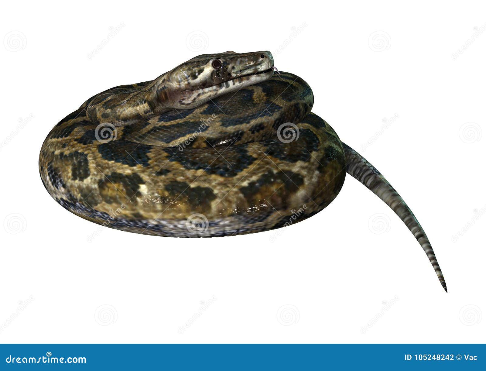 3D Rendering Burmese Python on White Stock Illustration - Illustration ...