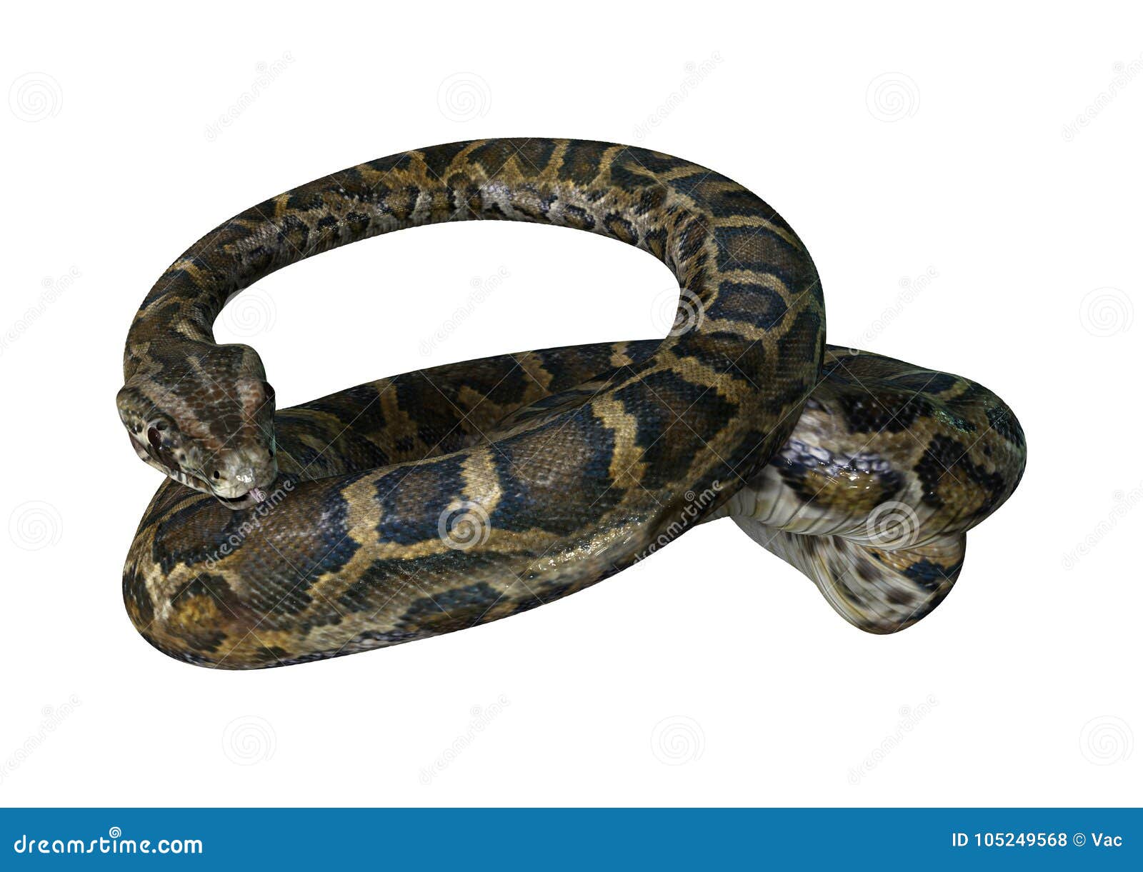 3D Rendering Burmese Python on White Stock Illustration - Illustration ...