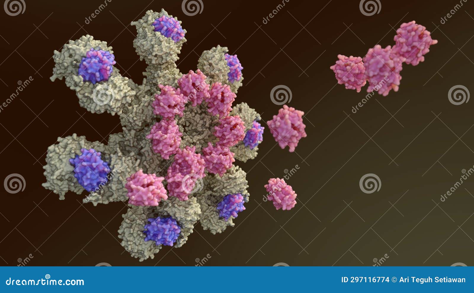 Prcess of Caspase-9 is Activated on the Apoptosome Complex Stock ...