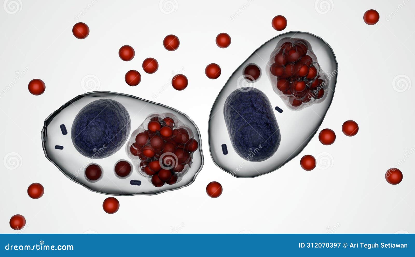 3d Rendering of Chlamydia Trachomatis Inside of Host Cells Stock ...