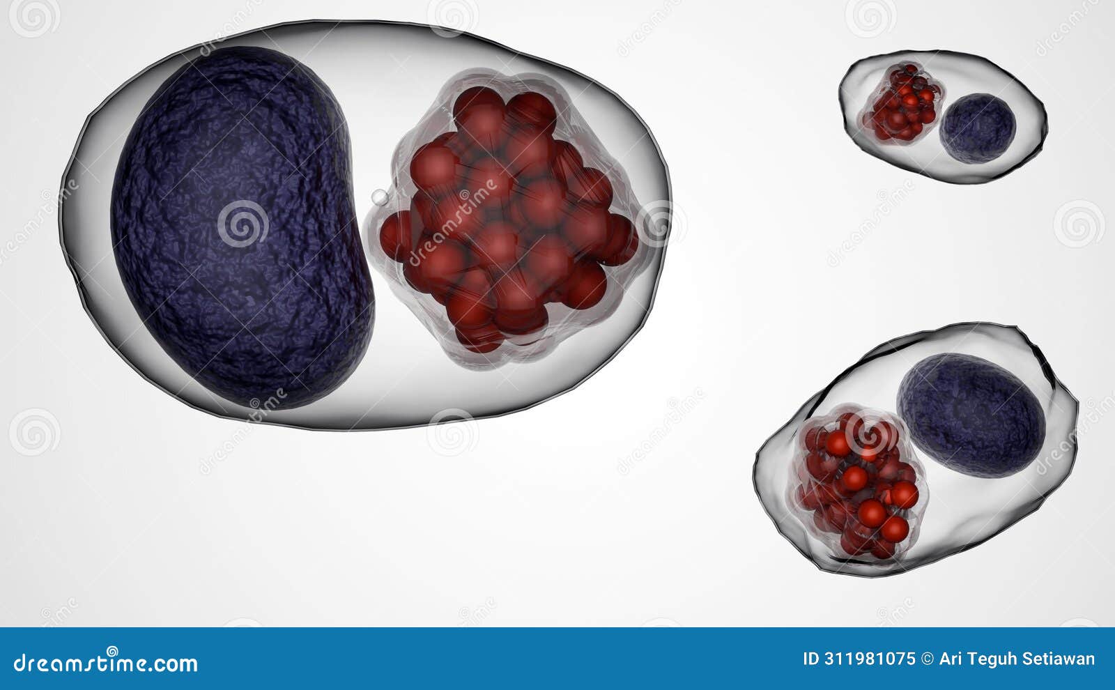 3d Rendering of Chlamydia Trachomatis Inside of Host Cells Stock ...