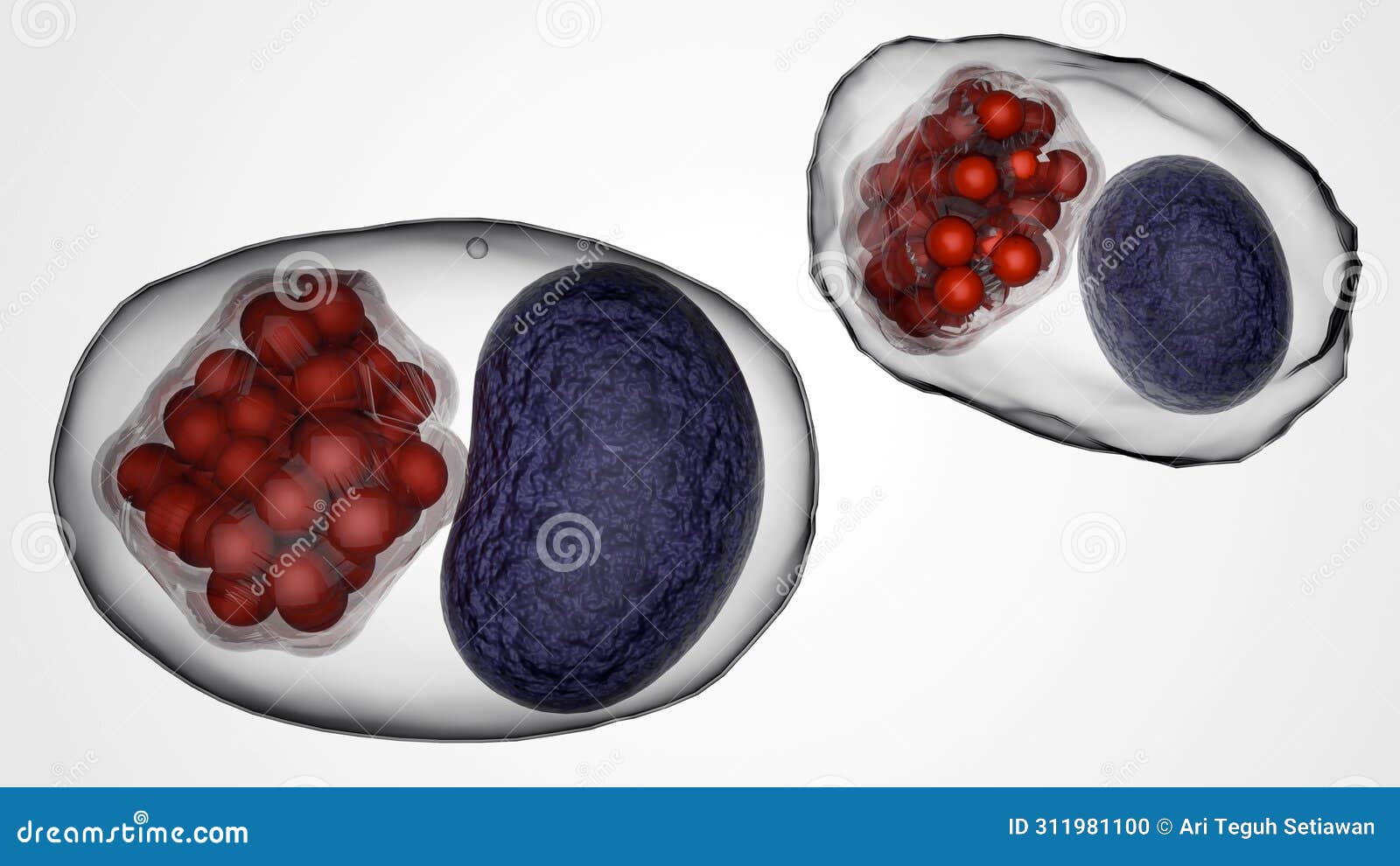 3d Rendering of Chlamydia Trachomatis Inside of Host Cells Stock ...