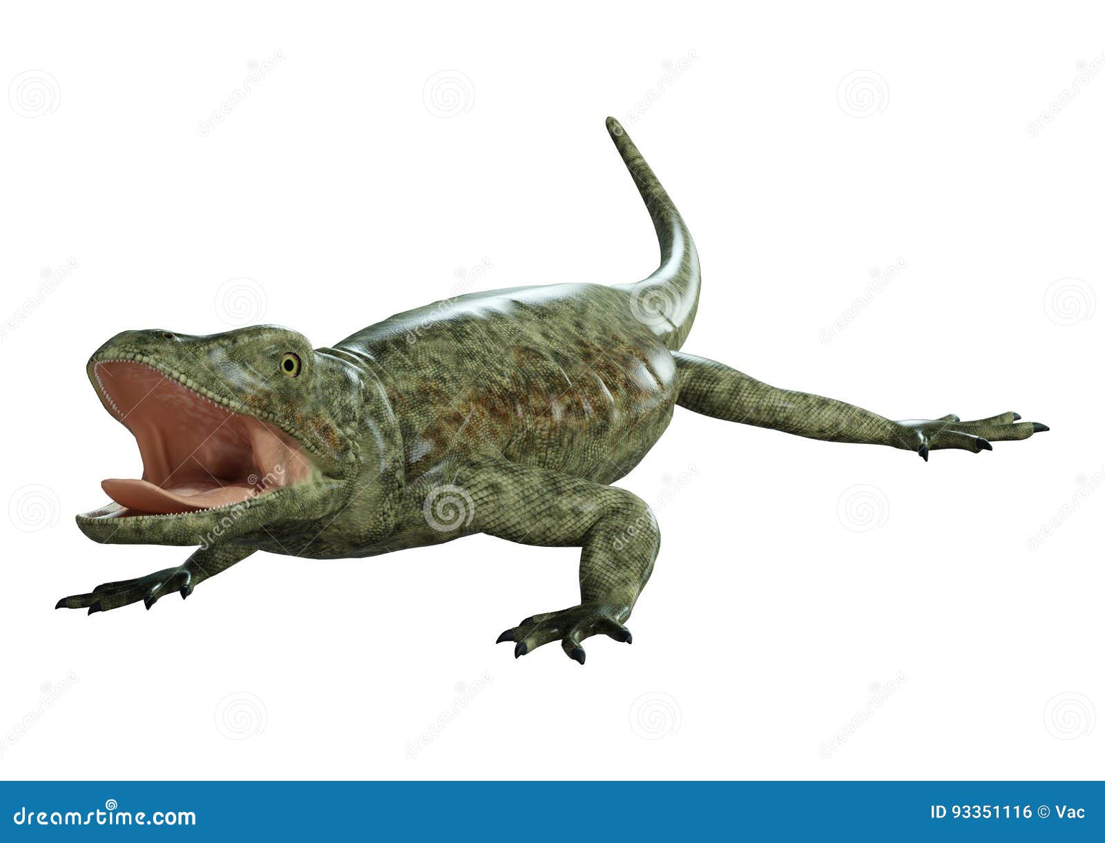 3D Rendering Chuckwalla on White Stock Illustration - Illustration of ...