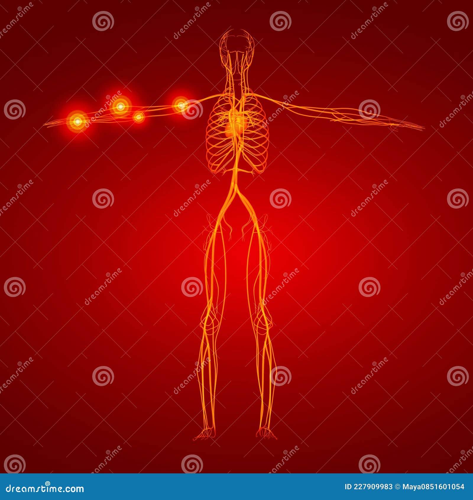 3D Rendering Illustration of Circulatory Stock Illustration ...