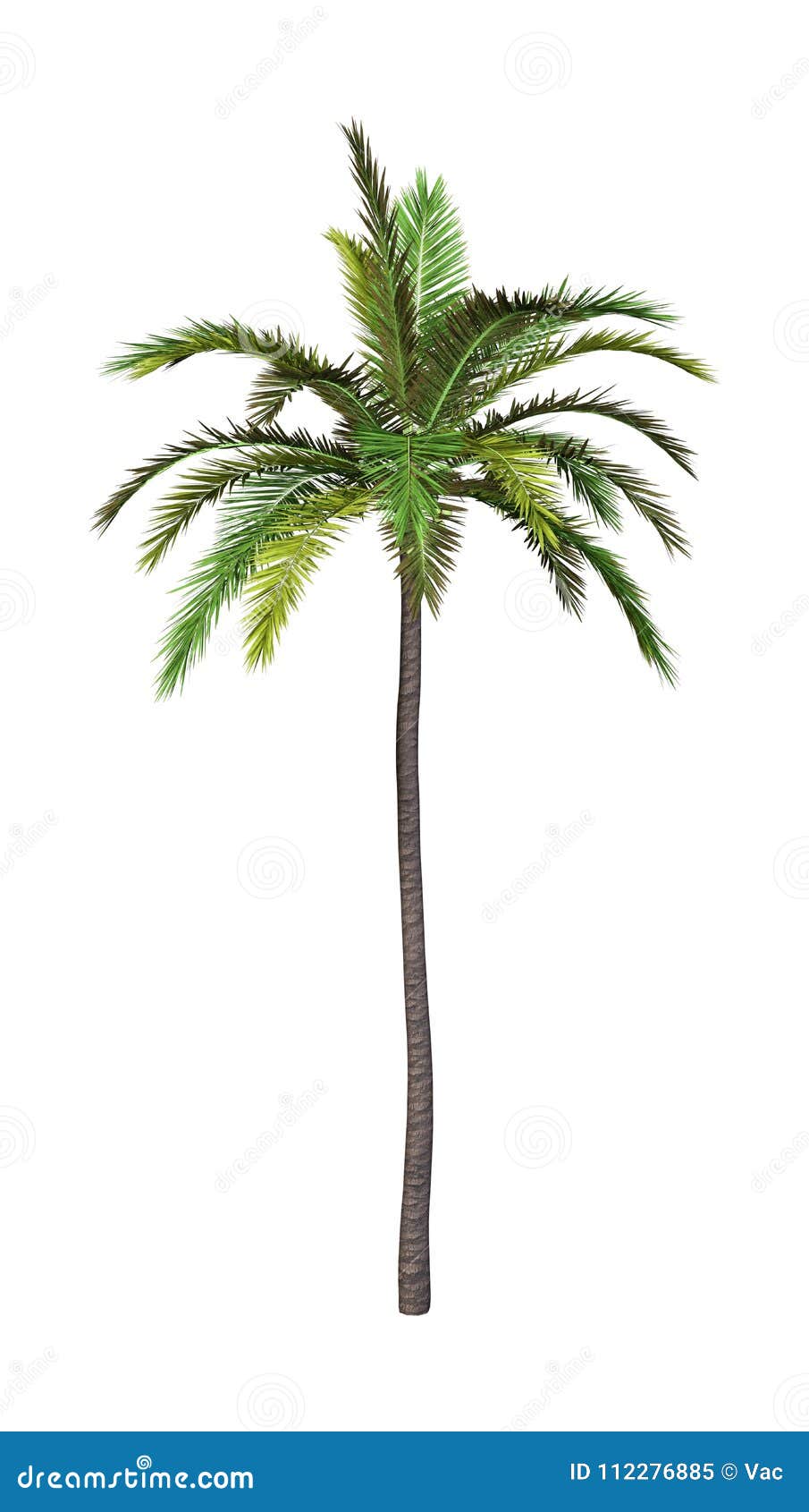 3D Rendering Coconut Tree on White Stock Illustration - Illustration of ...