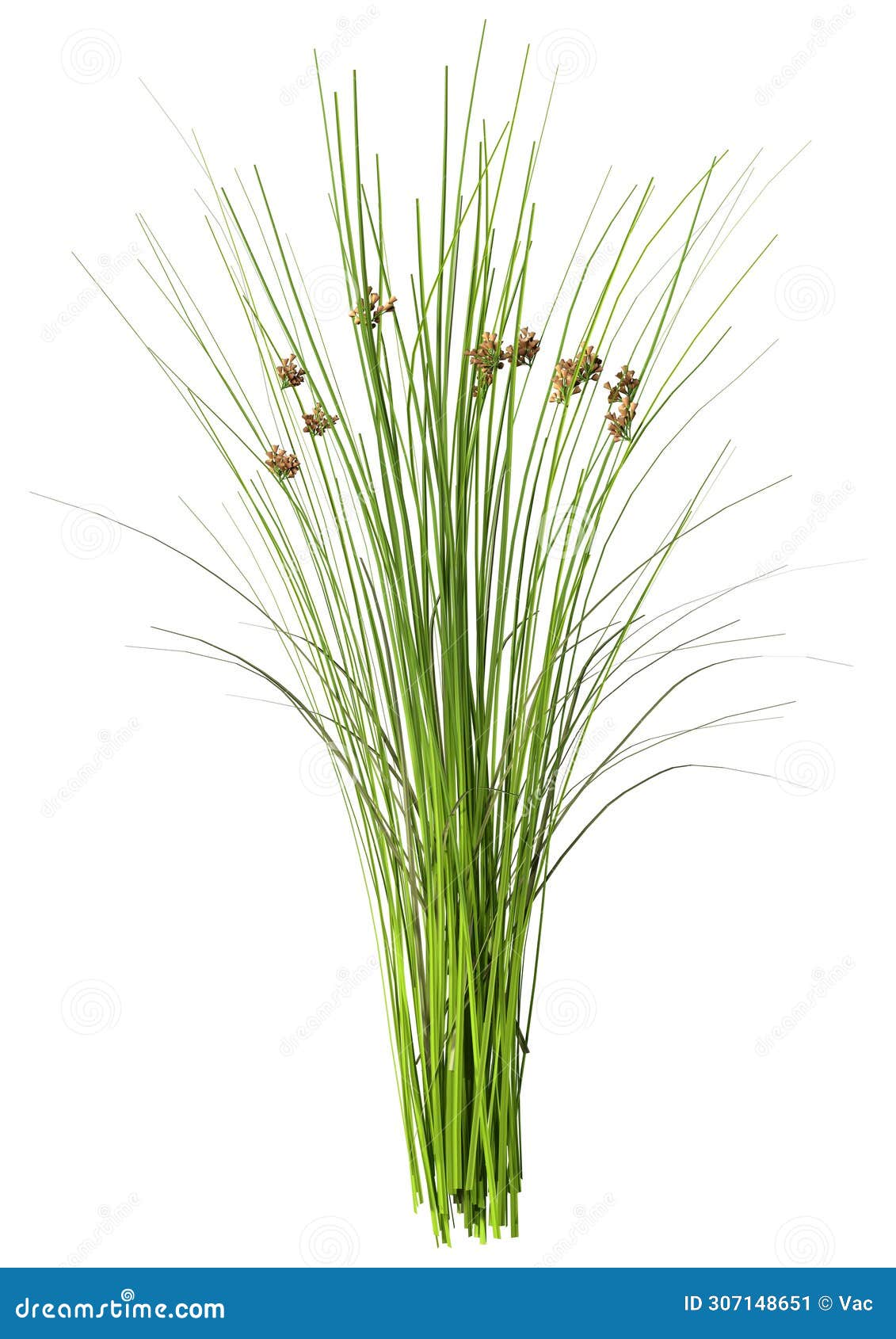 3D Rendering Common Rush Plant on White Stock Illustration ...