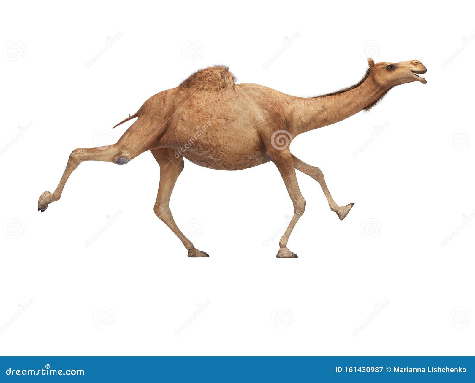 Camel Running In Ultra Hd With Canon Eos R3 Stock Photo | CartoonDealer ...
