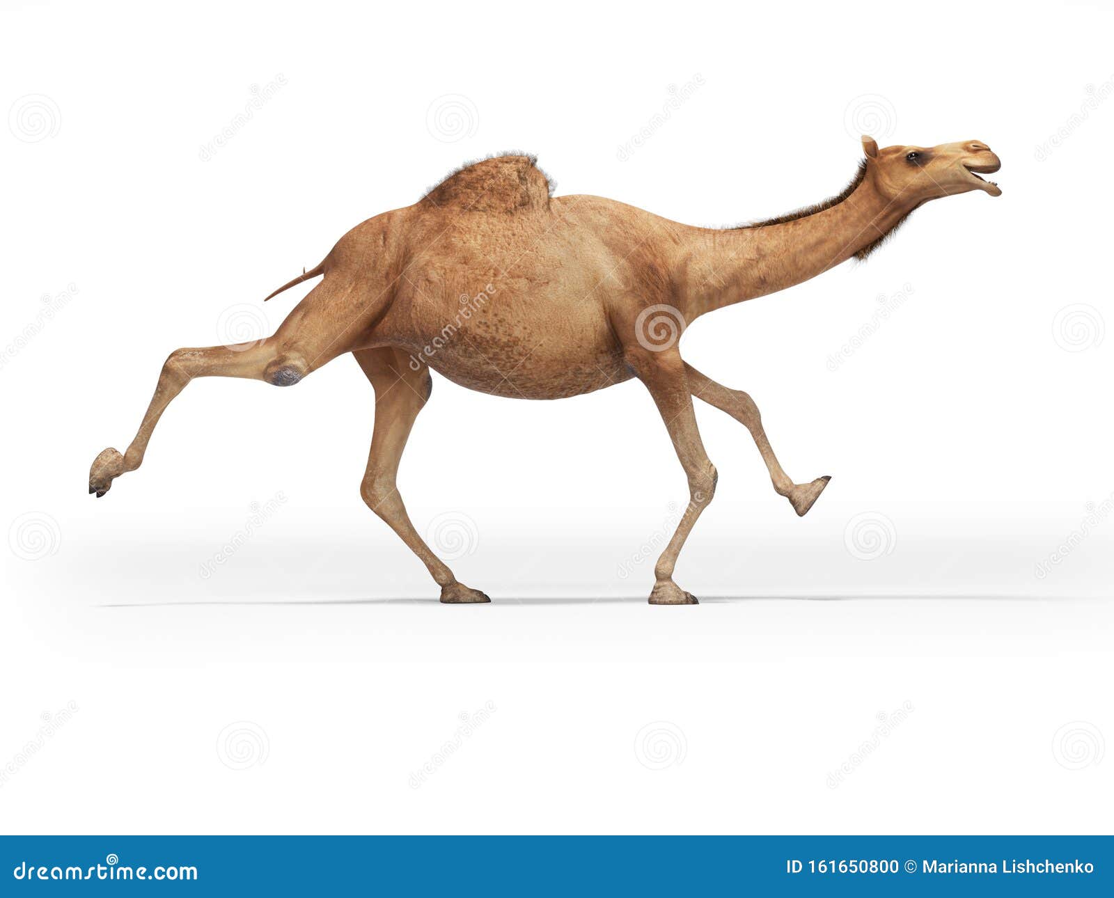 3d Rendering Concept of Camel Running on White Background with Shadow ...