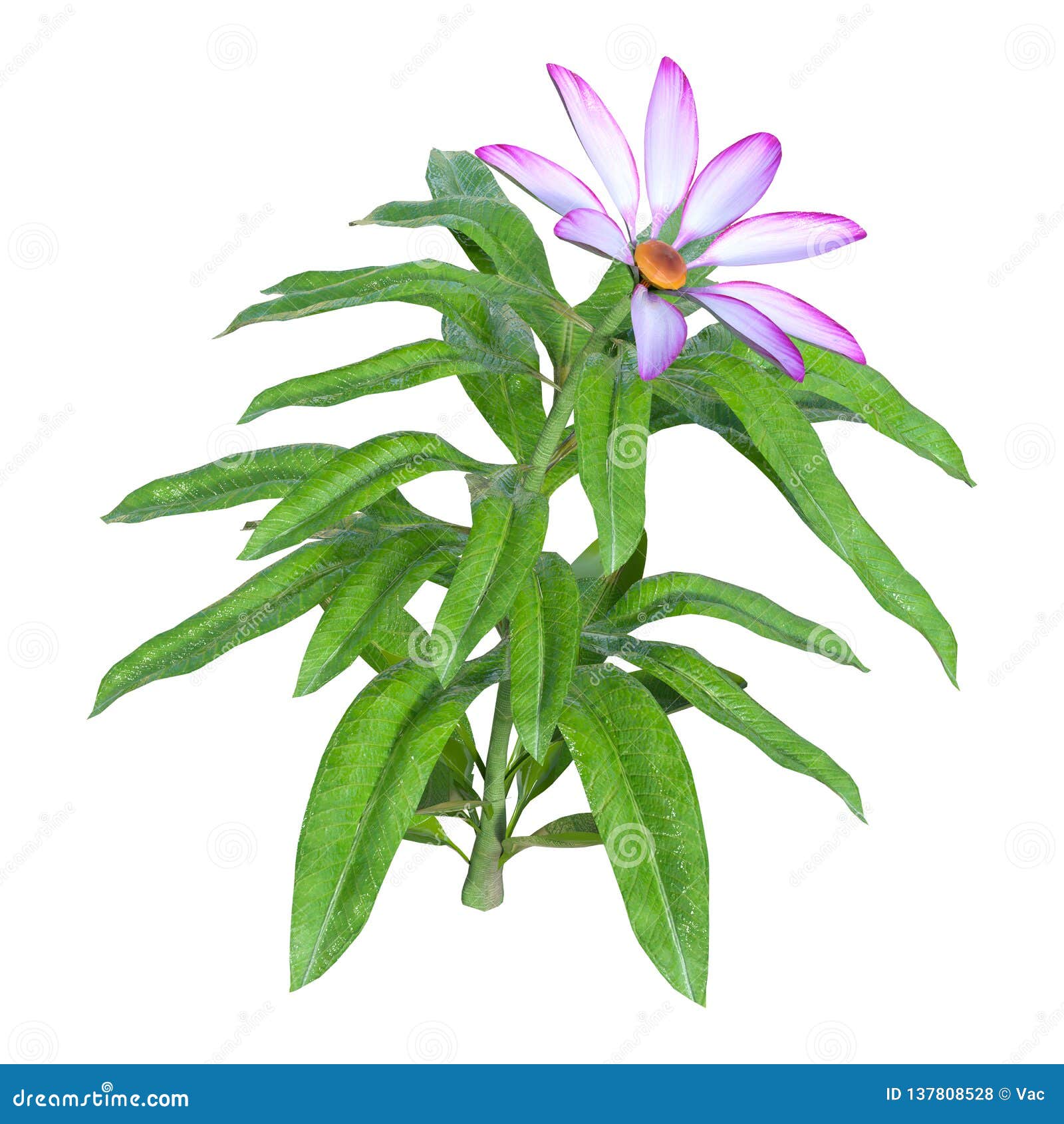 3,362 Flower Rendering Stock Photos - Free & Royalty-Free Stock Photos ...