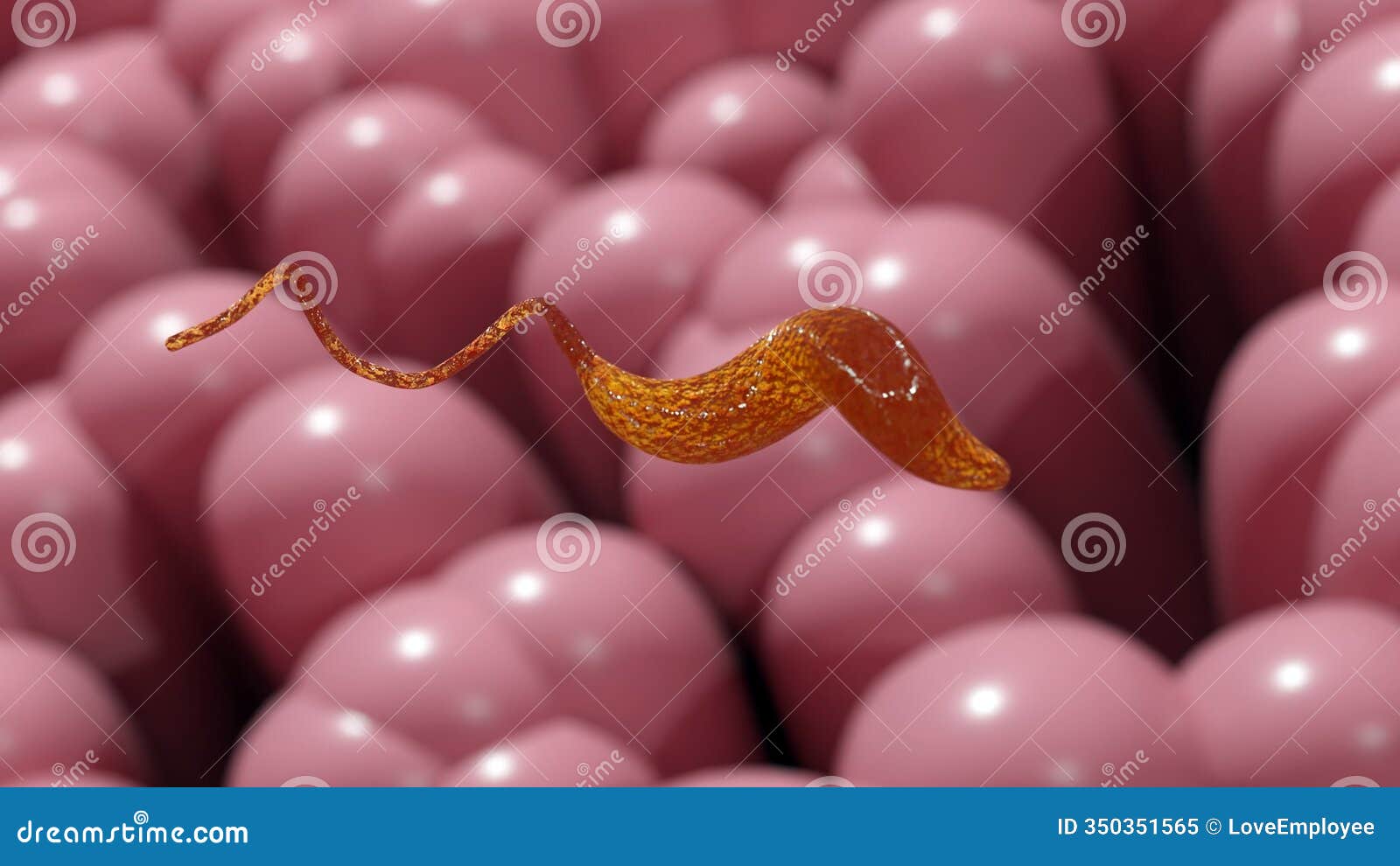 Campylobacter Bacteria Swimming Inside The Intestinal Lumen Stock ...