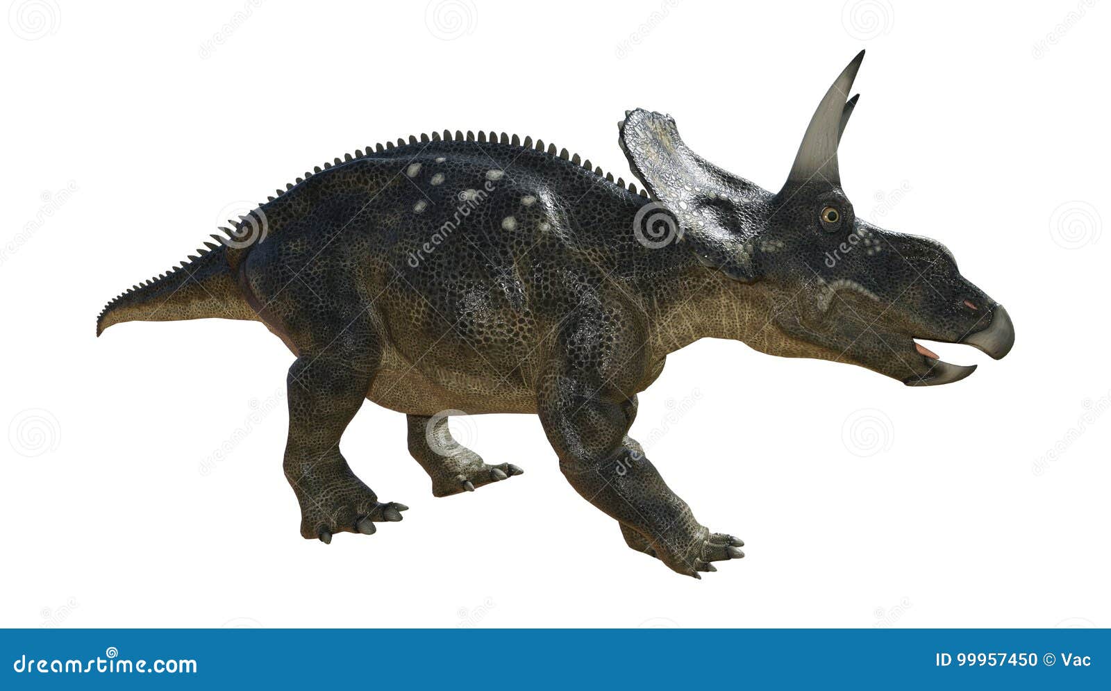 3D Rendering Dinosaur Diceratops on White Stock Illustration ...