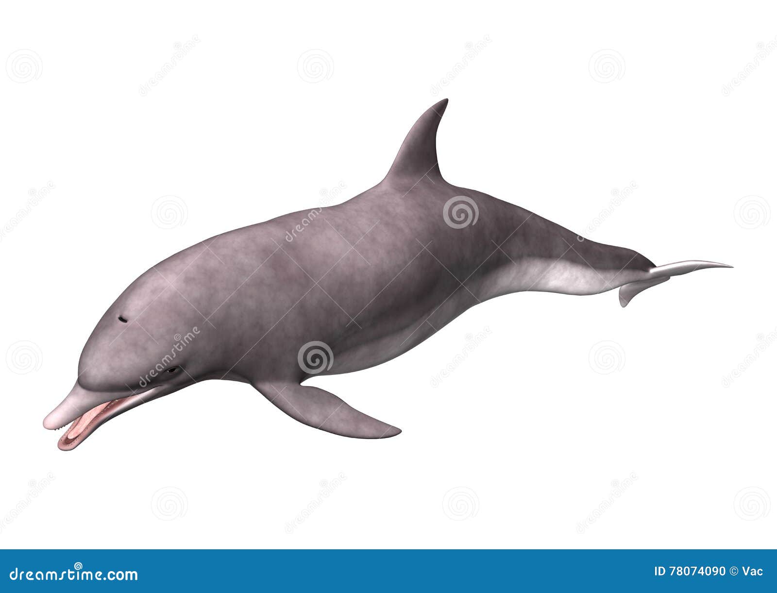 3D Rendering Dolphin on White Stock Photo - Image of dolphin, animal ...