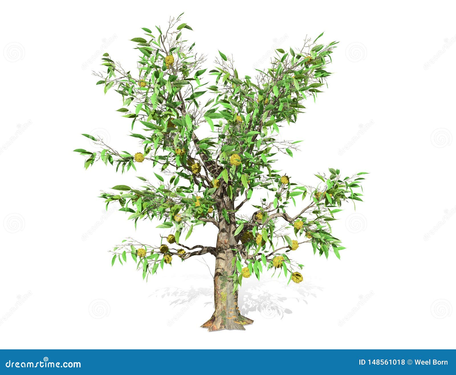 3D Rendering - Durian Tree Isolated Over a White Background Stock ...