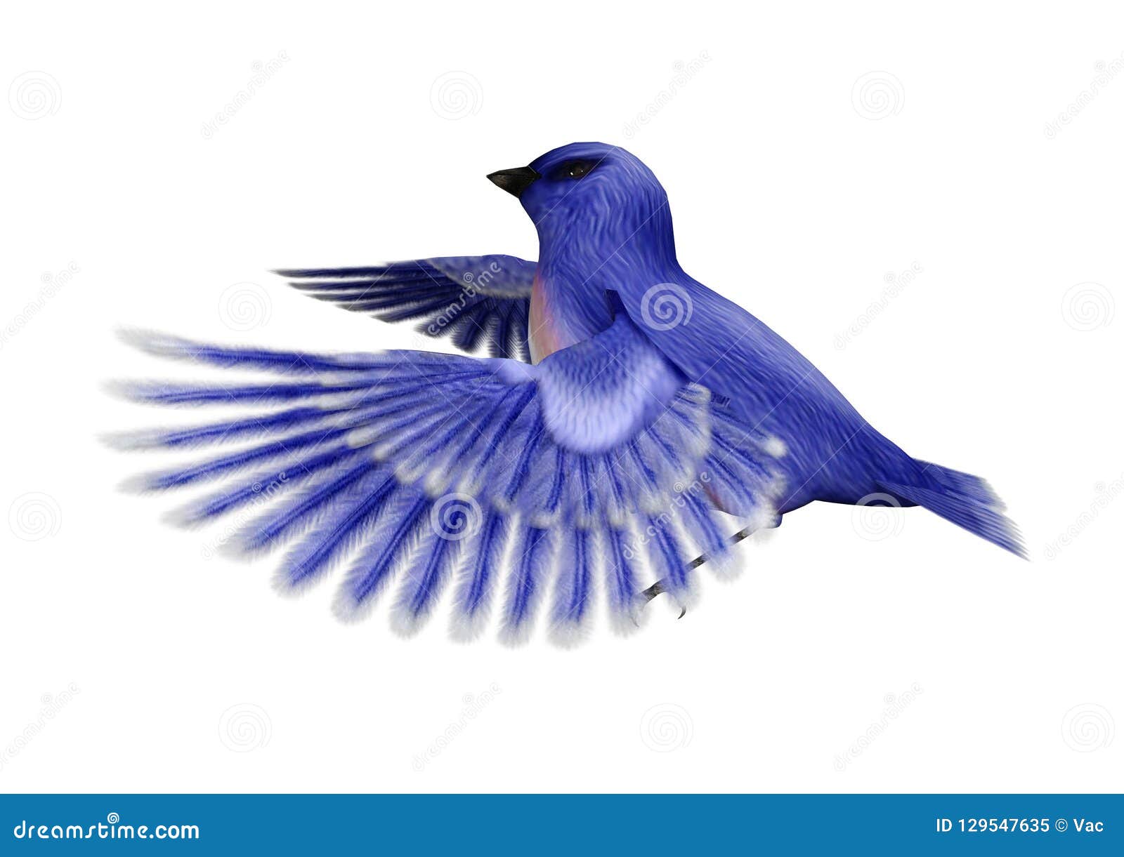 Eastern Bluebird ,vector Illustration , Black Silhouette ,profile ...