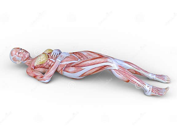 3D Rendering of a Female Human Body Model Stock Illustration ...
