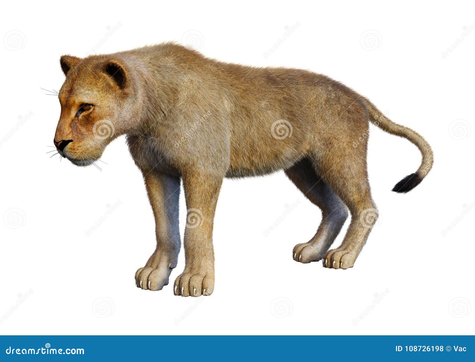 Female Lion Standing Stock Illustrations – 47 Female Lion Standing ...