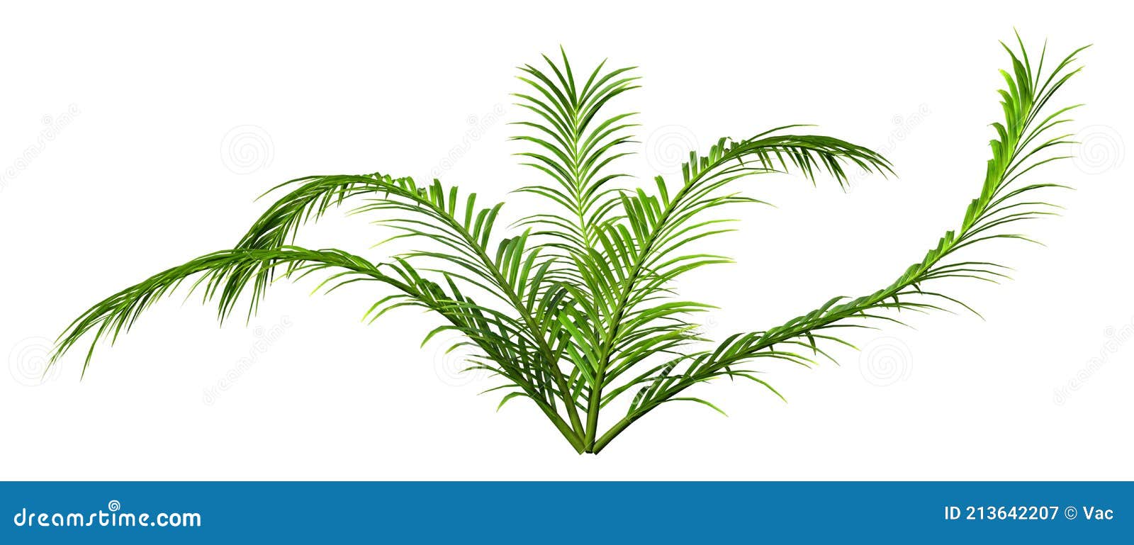 3D Rendering Fern Plant on White Stock Image - Image of nature, forest ...