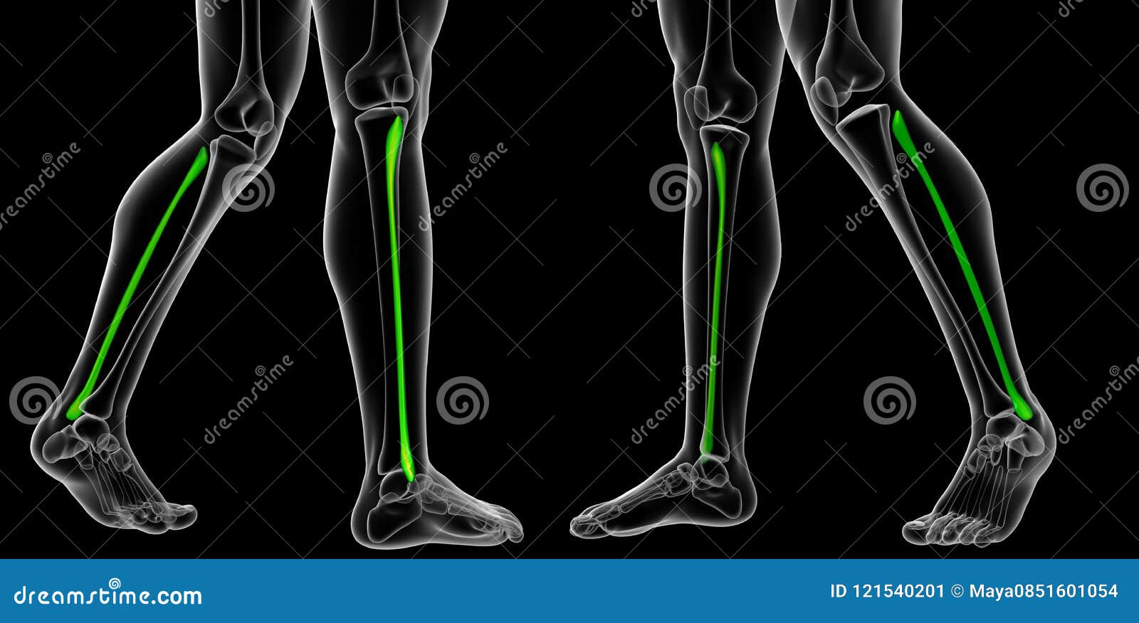 3d Rendering of Fibula Bone Stock Illustration - Illustration of ...