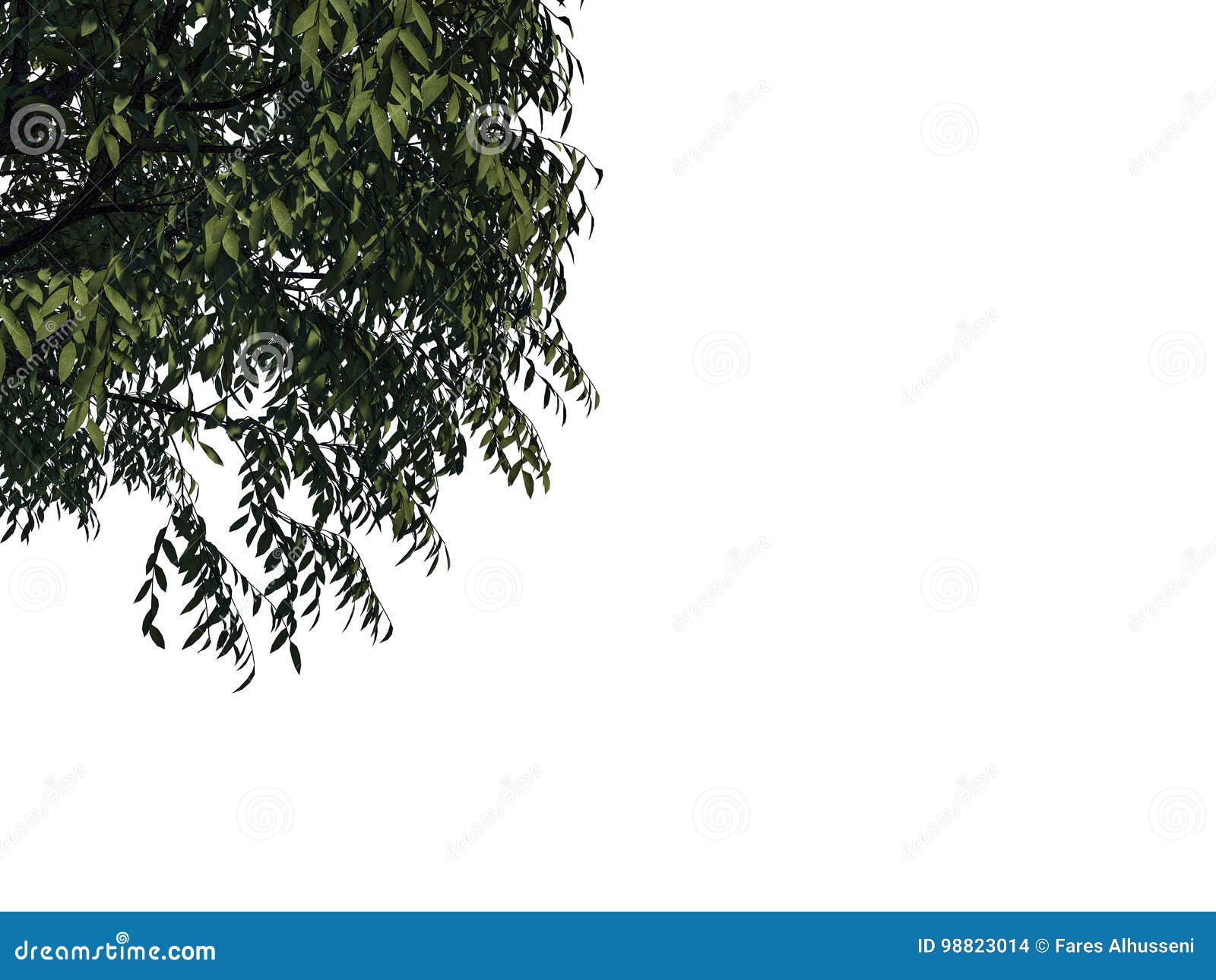 3d Rendering of a Foreground Tree Branch Isolated on White Background ...