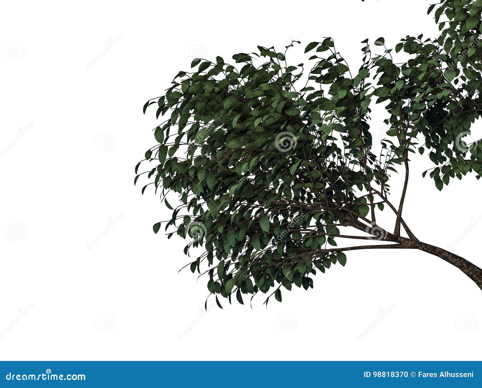 3d Rendering of a Foreground Tree Branch Isolated on White Background ...