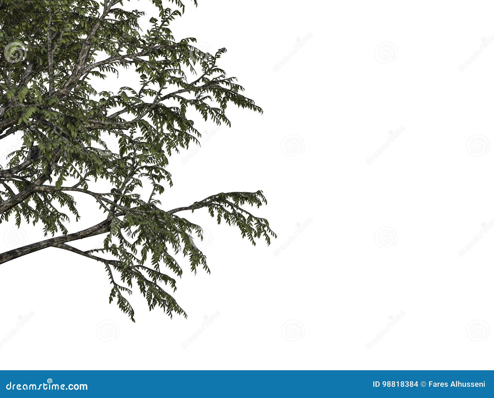 3d Rendering of a Foreground Tree Branch on White Backg Stock ...