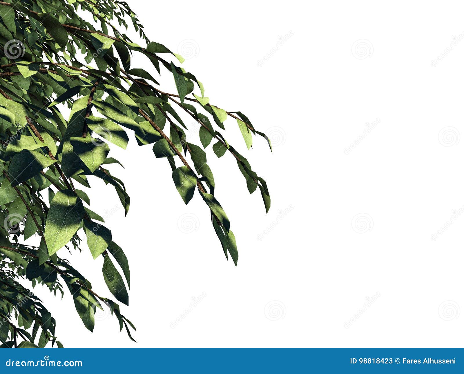 3d Rendering of a Foreground Tree Branch on White Backg Stock ...