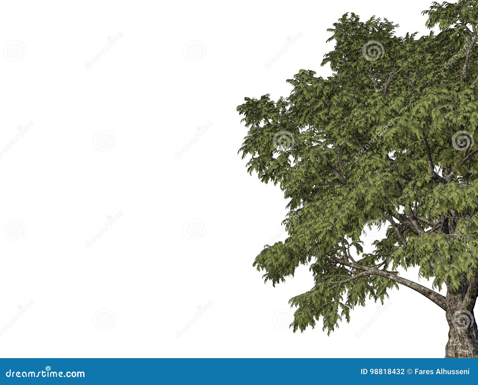 3d Rendering of a Foreground Tree Branch on White Backg Stock ...