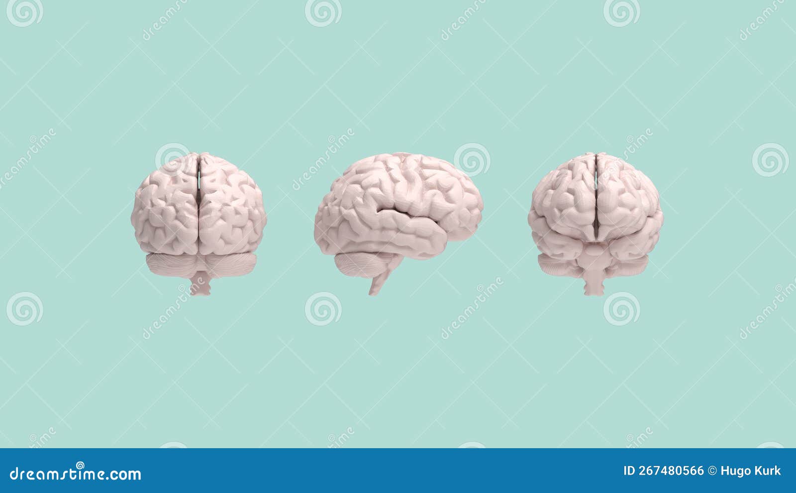 3D Rendering. the Front Side of the Human Brain is Responsible for ...