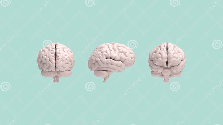 3D Rendering. the Front Side of the Human Brain is Responsible for ...