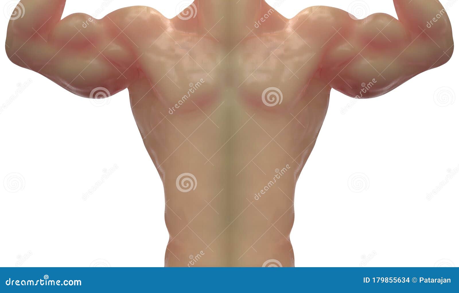 Bodybuilder In Front Double Biceps Pose. Vector Illustration ...