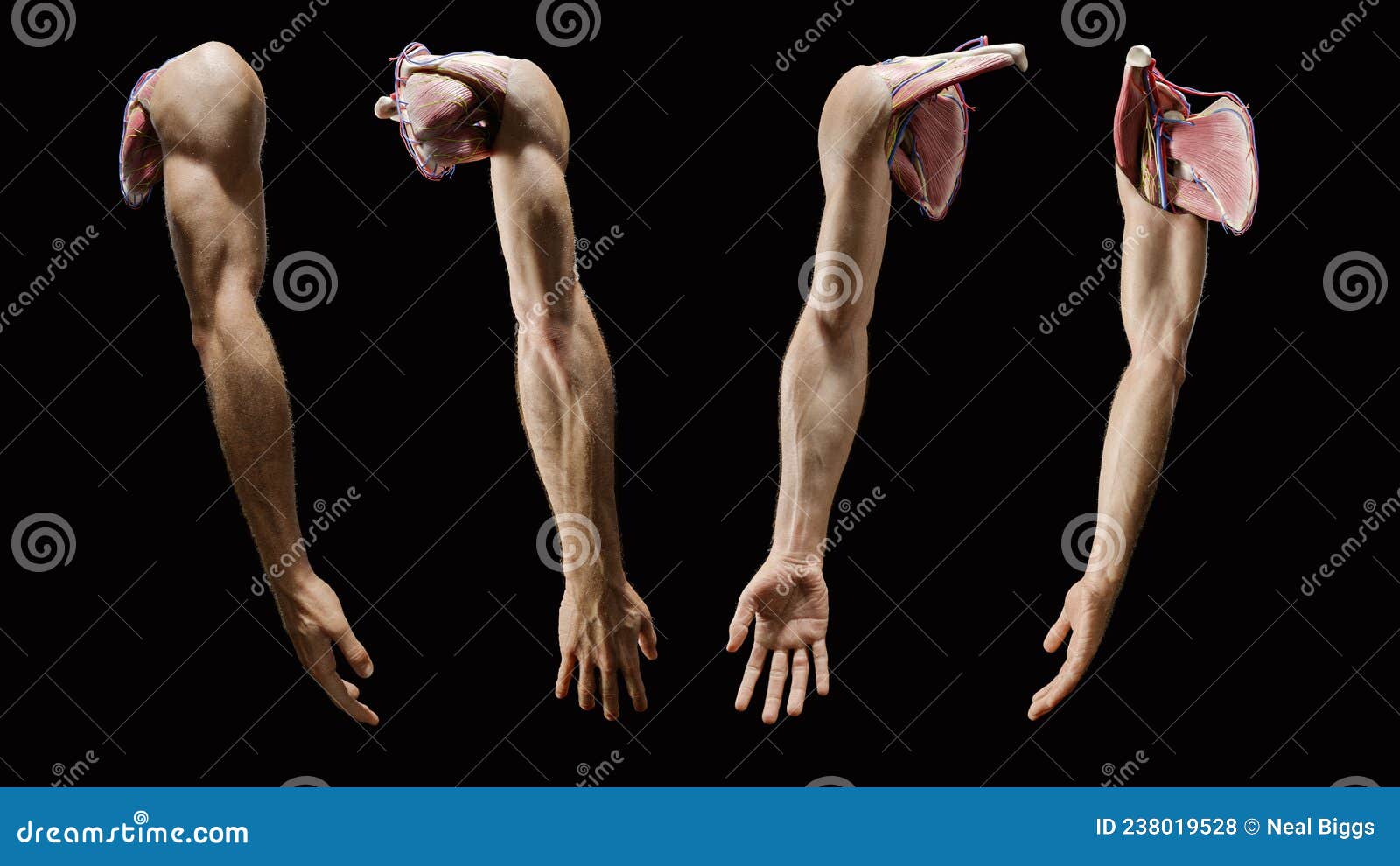 3D Upper Limb Full External Anatomy Stock Illustration - Illustration ...