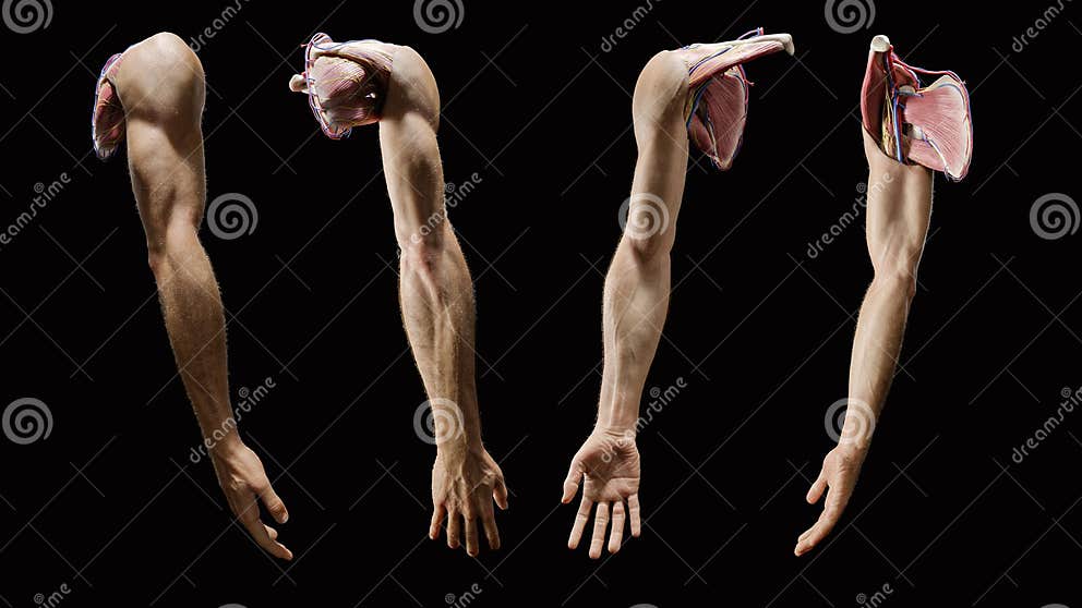3D Rendering Full Upper Extremity from Multiple Angles, Arm Model Stock ...
