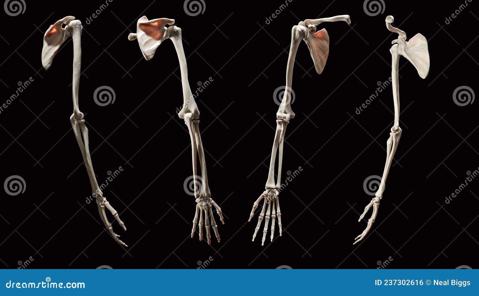 Full Upper Extremity Anatomy Of Vascular, Neurolgic, And Lymphatic ...