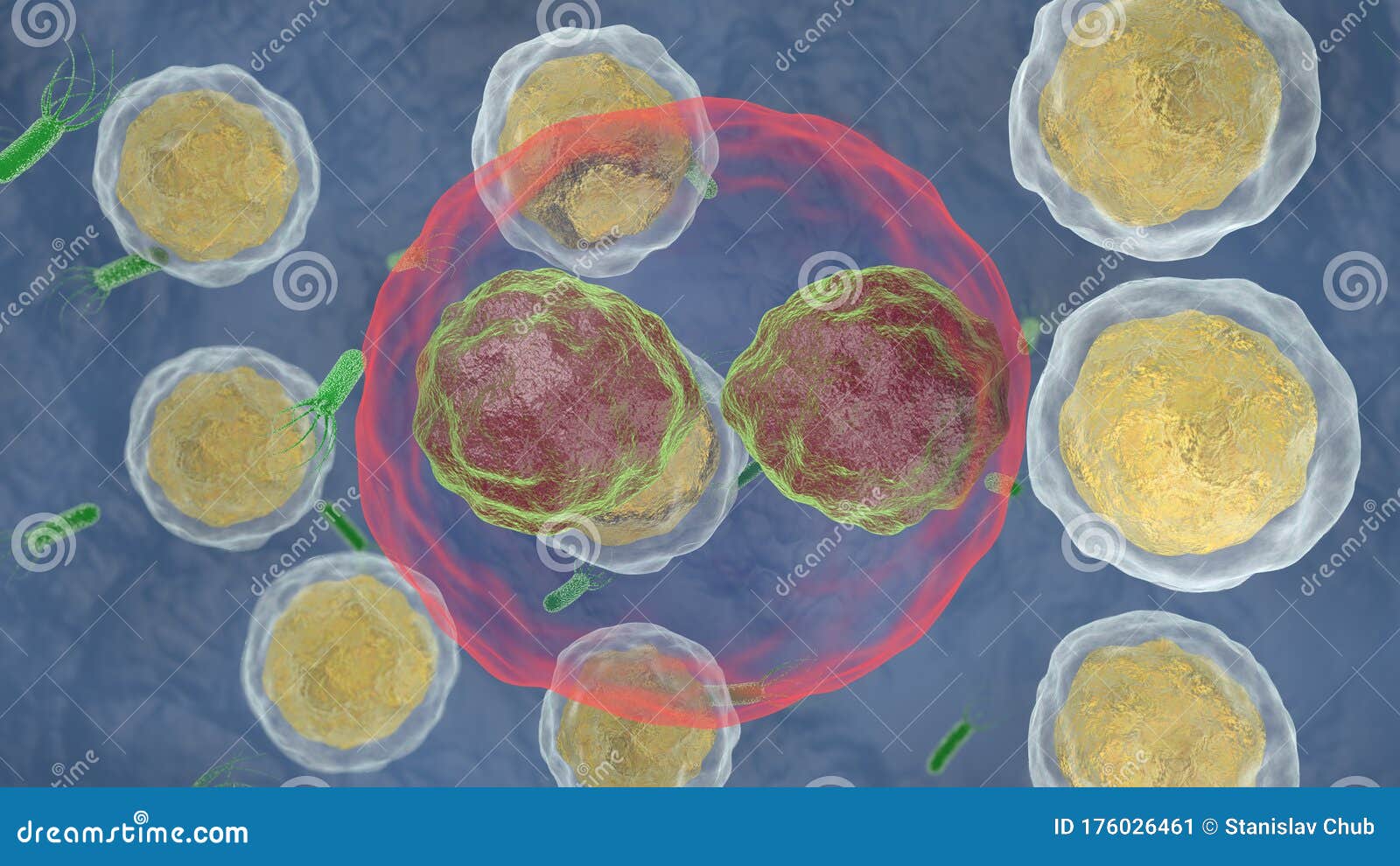 3D Rendering of the Fusion of Two Cells. Medical Background ...