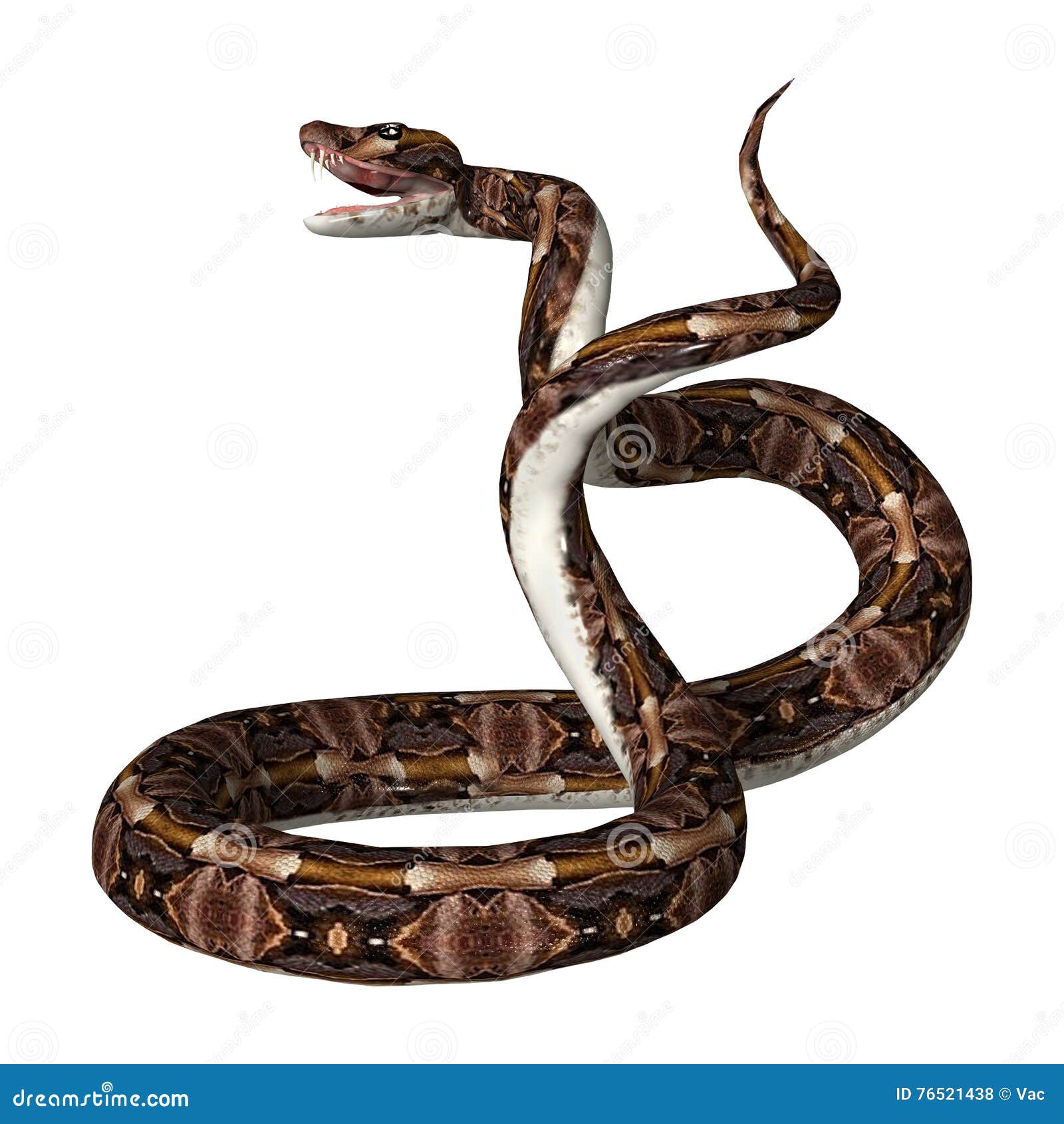 Gabonica Snake Stock Illustrations – 2 Gabonica Snake Stock ...