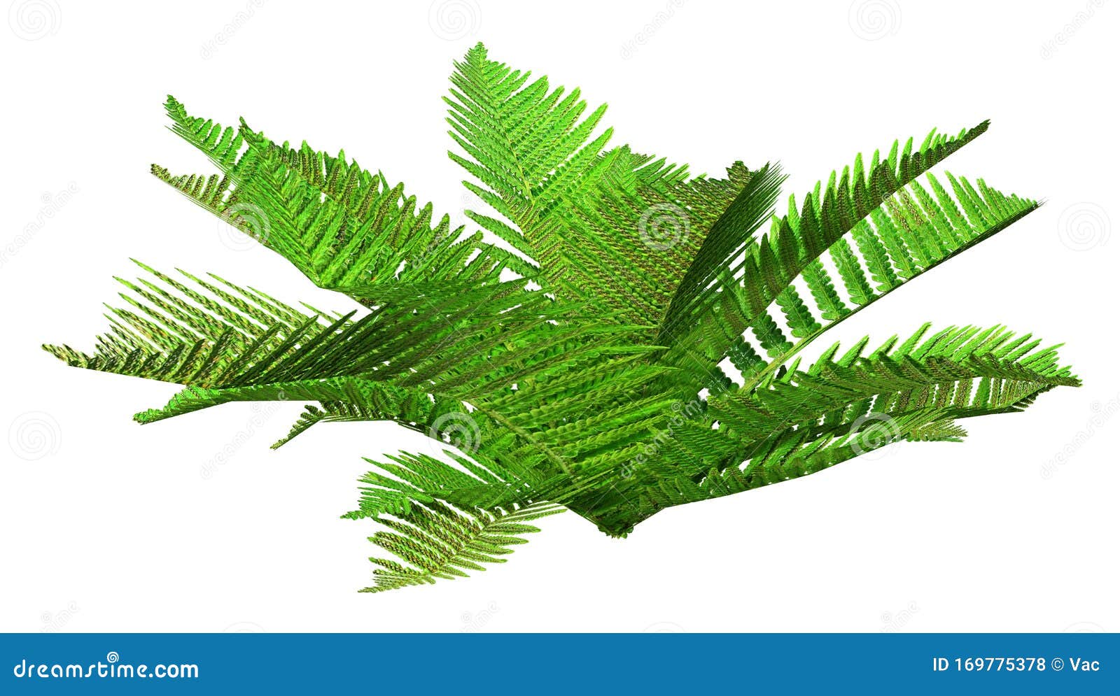 3D Rendering Giant Fern on White Stock Illustration - Illustration of ...