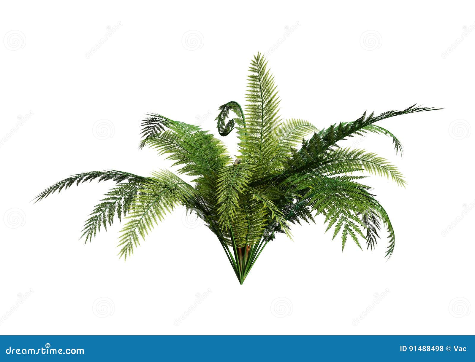3D Rendering Giant Fern on White Stock Photo - Image of botanical ...