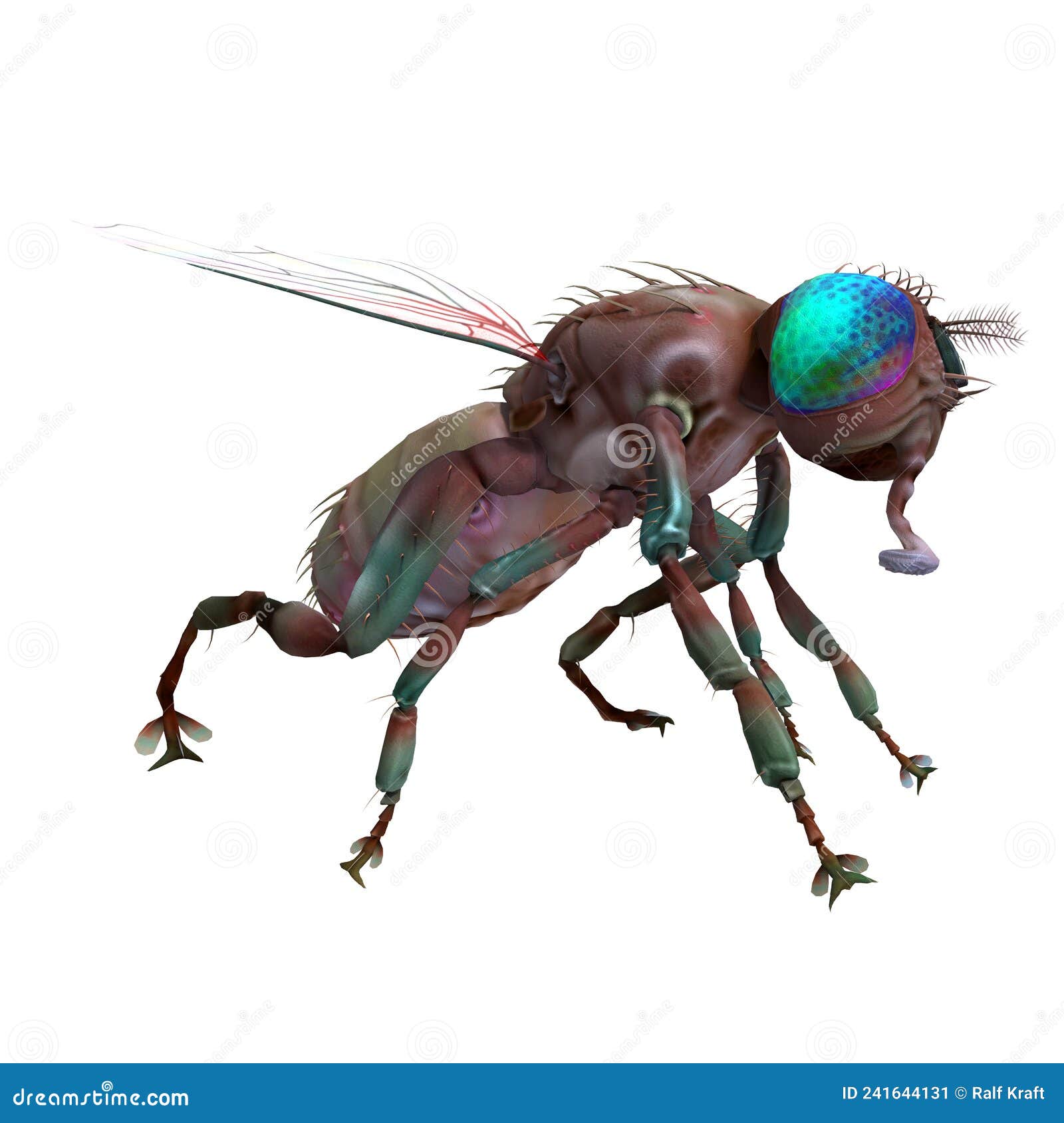 3d-illustration of an Isolated Huge Fly Stock Illustration ...