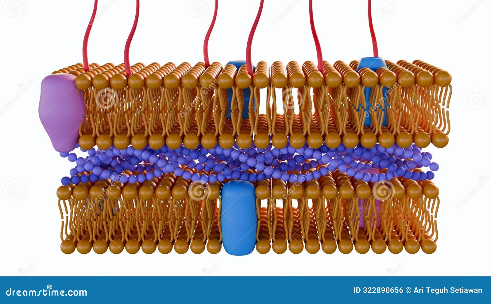 Gram-negative Bacteria Membrane Stock Illustration - Illustration of ...